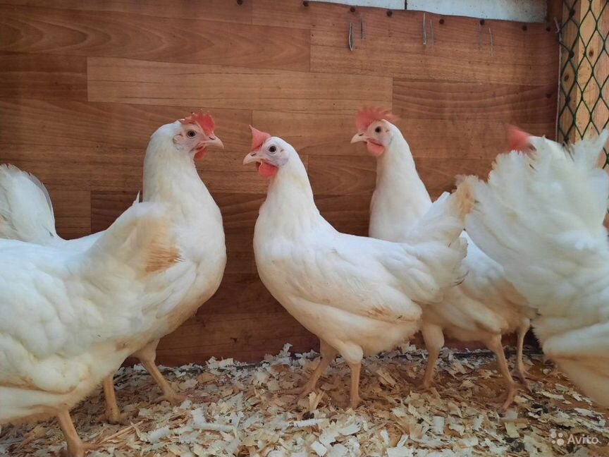 Куры несушки оптом