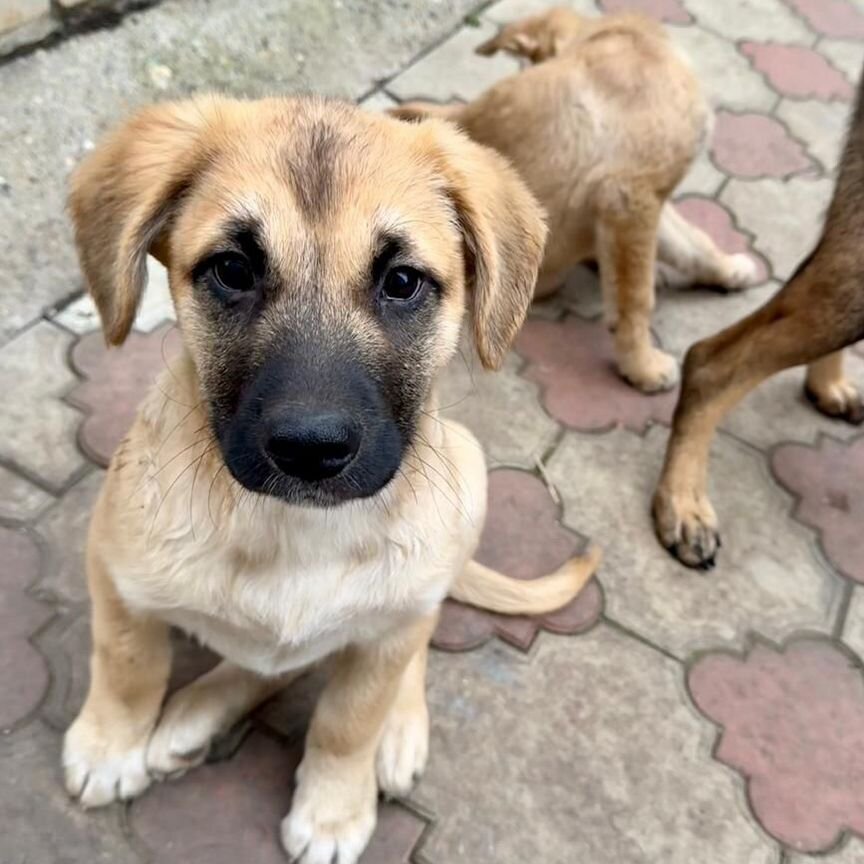 Щенок в добрые руки