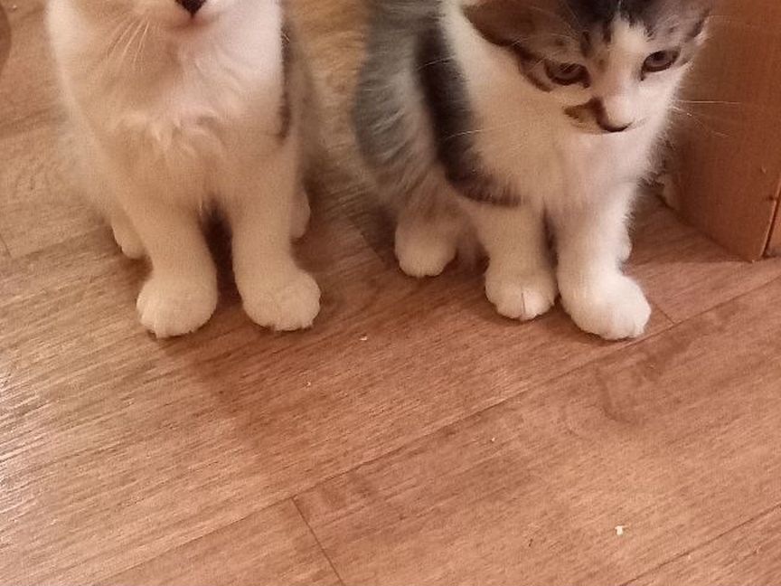 Котята курильский бобтейл