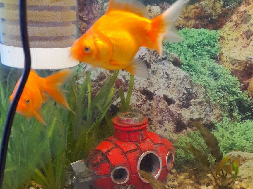 Золотая рыбка