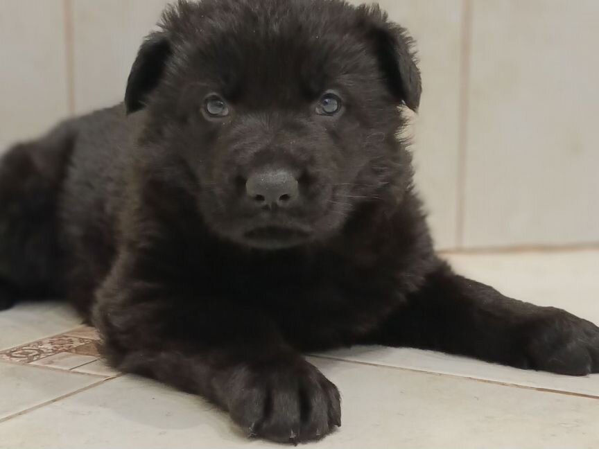 Черная немецкая овчарка