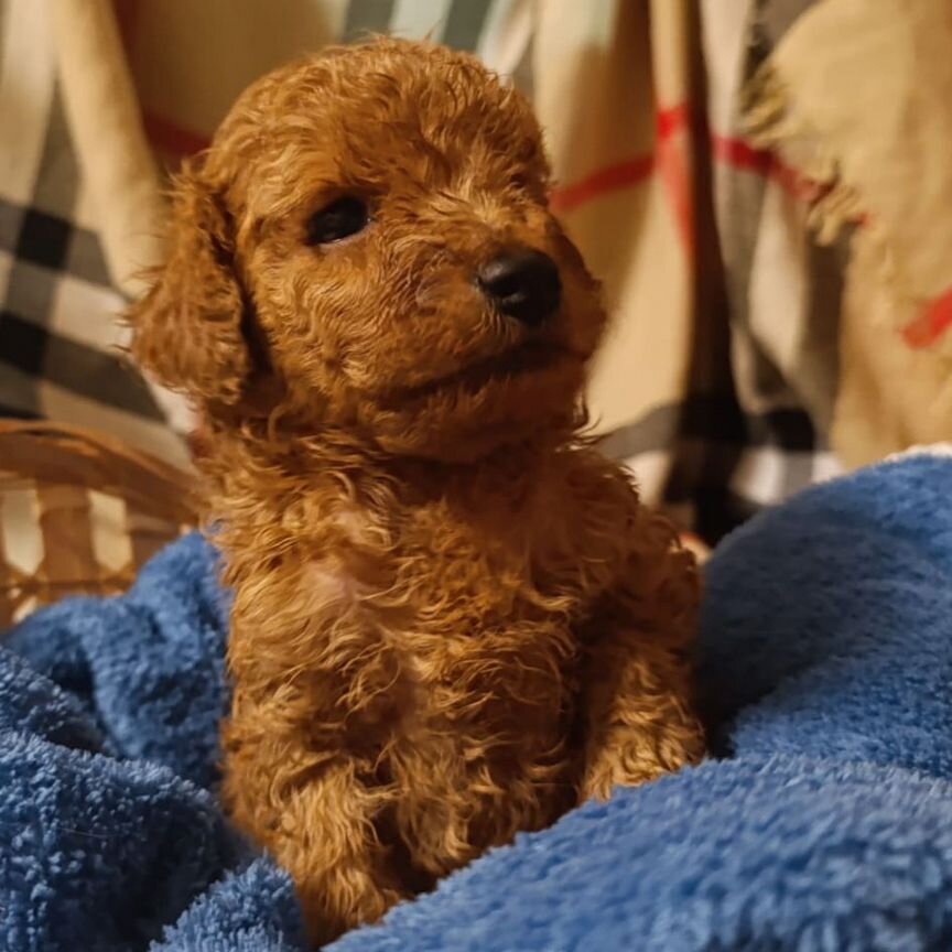 Той-пудель, щенок