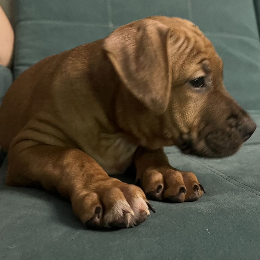 Американский стаффордширский терьер, щенок