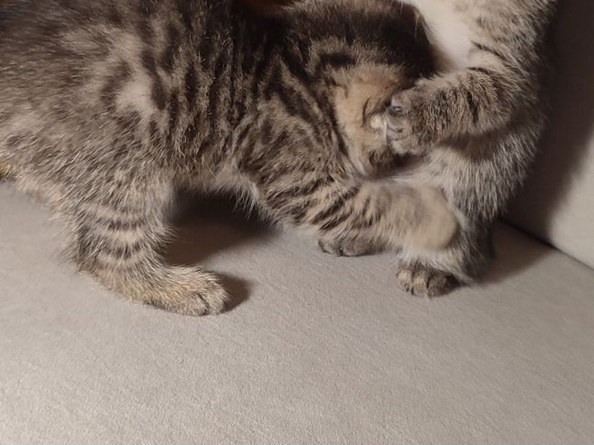 Шотландские вислоухие котята шиншилла