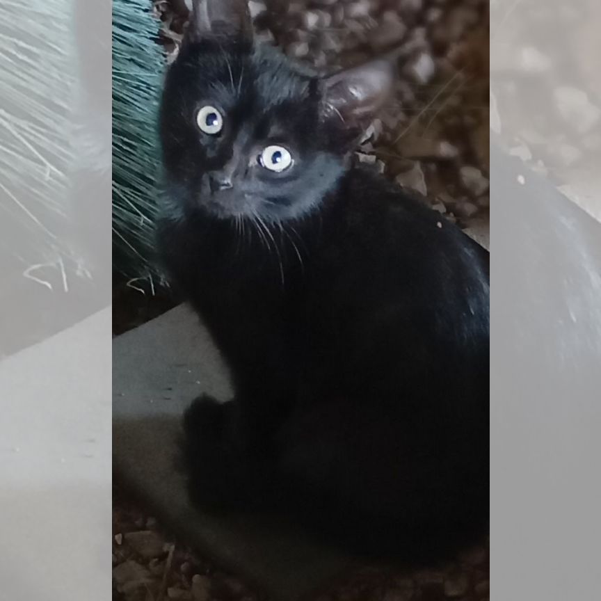Отдам милых чёрных котят