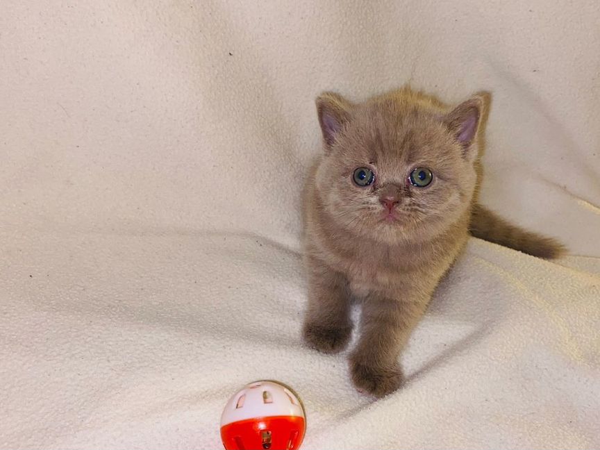 Вислоухие плюшевые котята