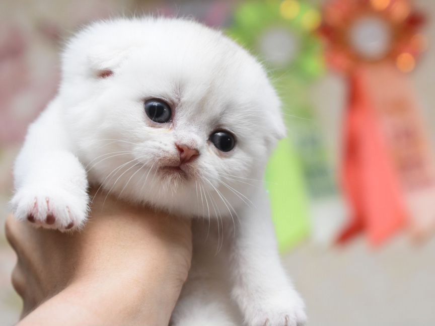 Шотландский котенок. Мальчик