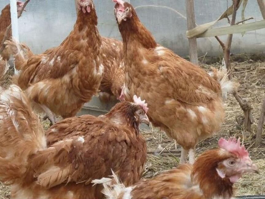 Куры несушки с доставкой