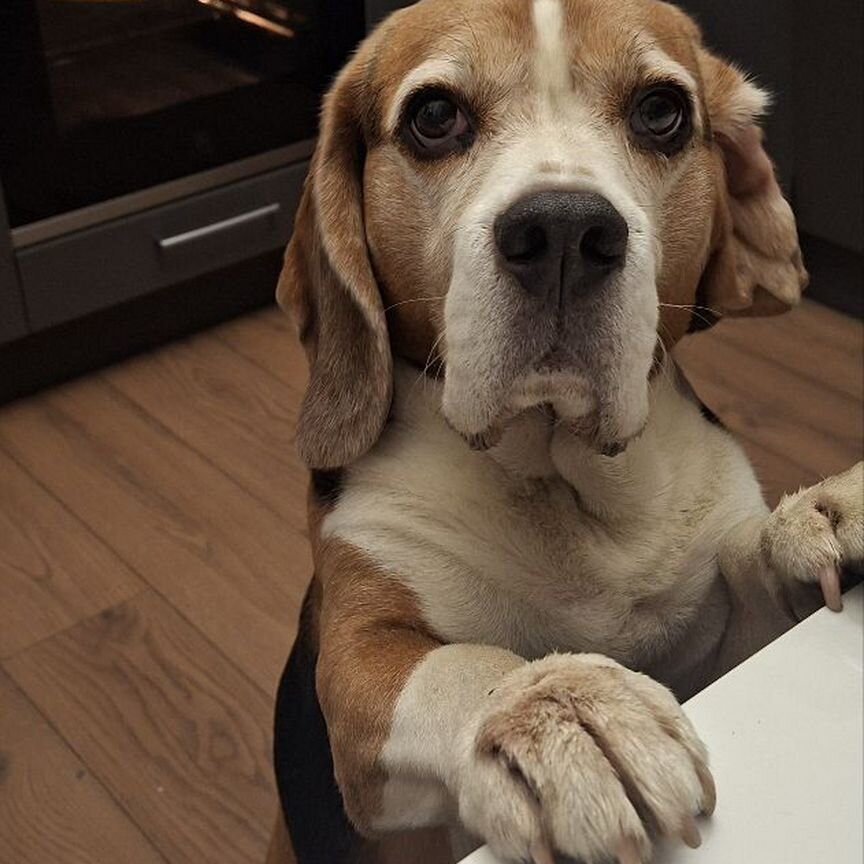 Бигль, взрослая собака