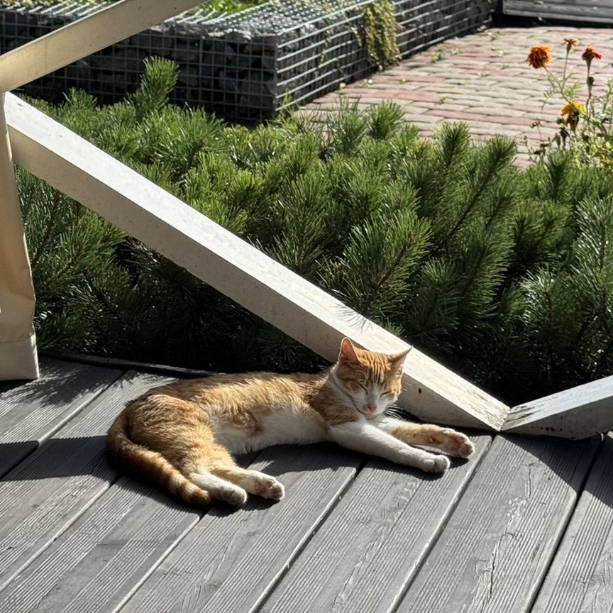 Рыжий котенок в добрые руки