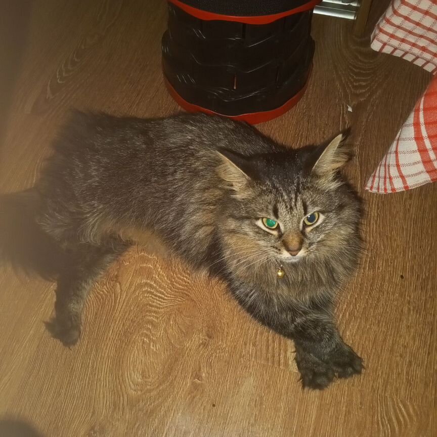 Плюшка ищет дом