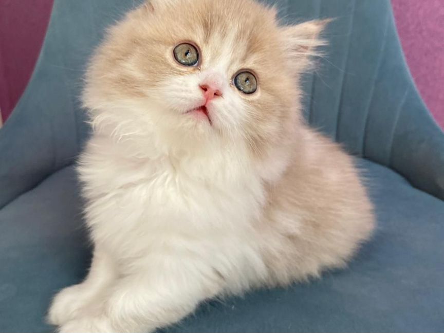 Британские котята
