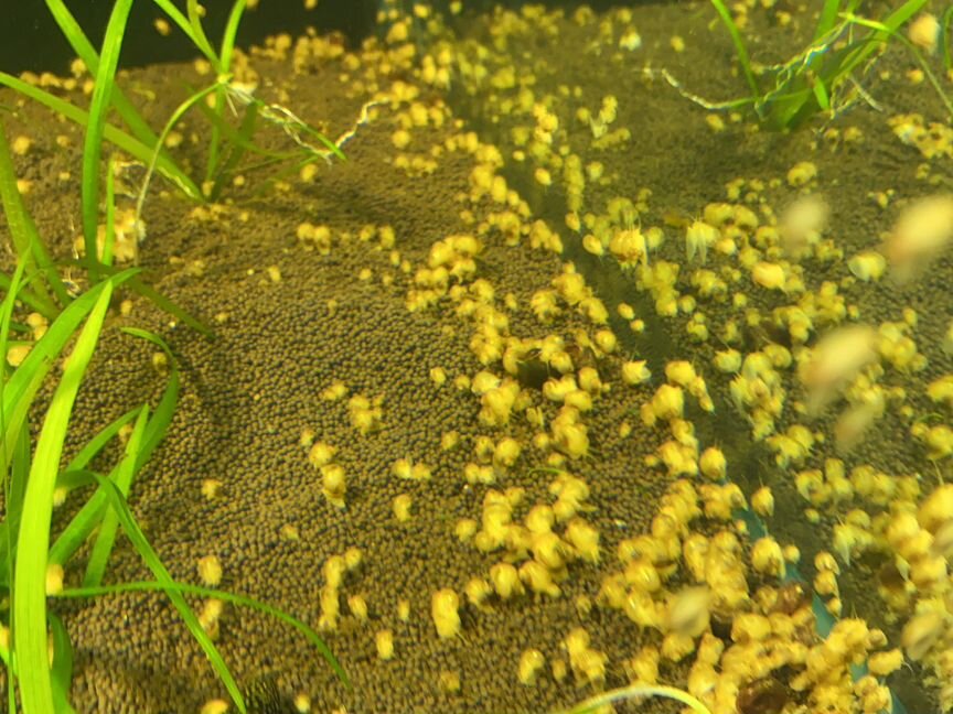 Улитки ампулярии