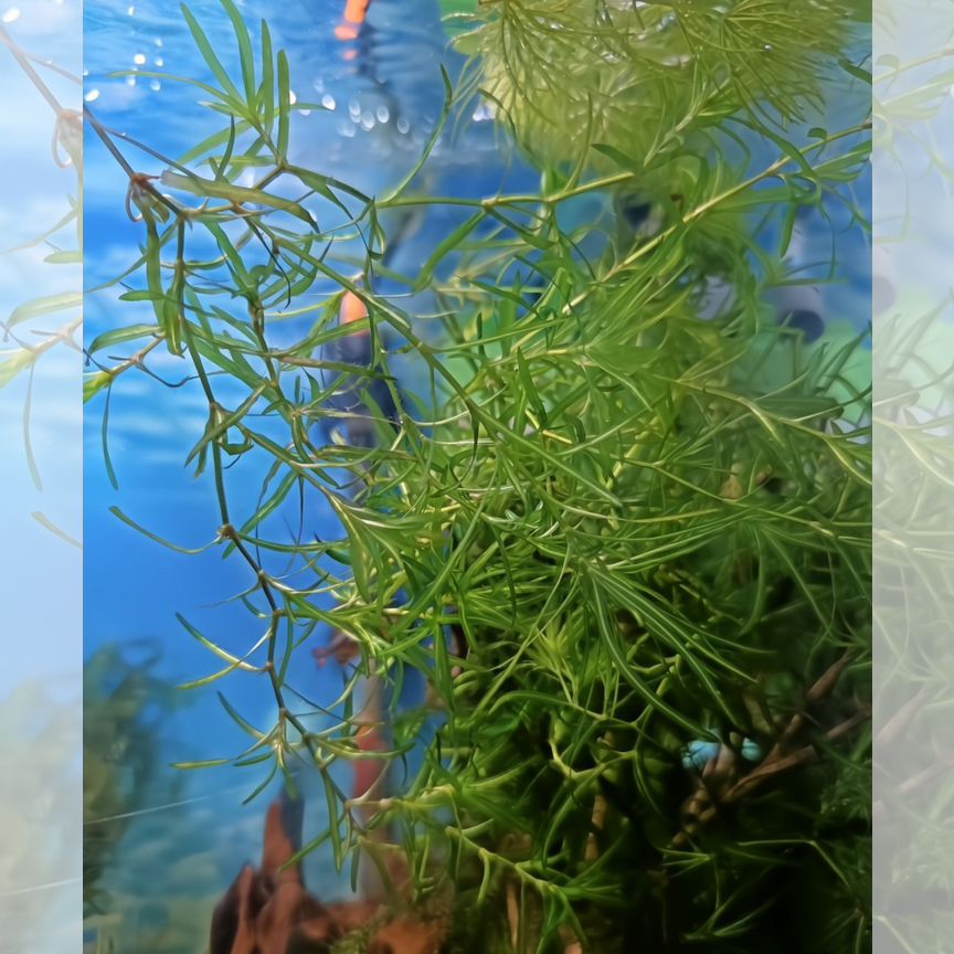 Растение и гуппи для аквариума