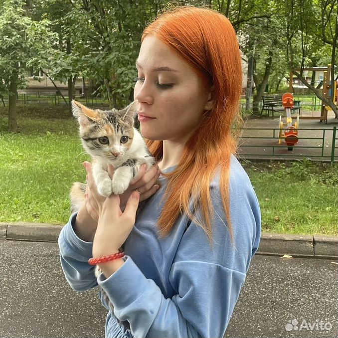 Котенок Кит 3 месяца