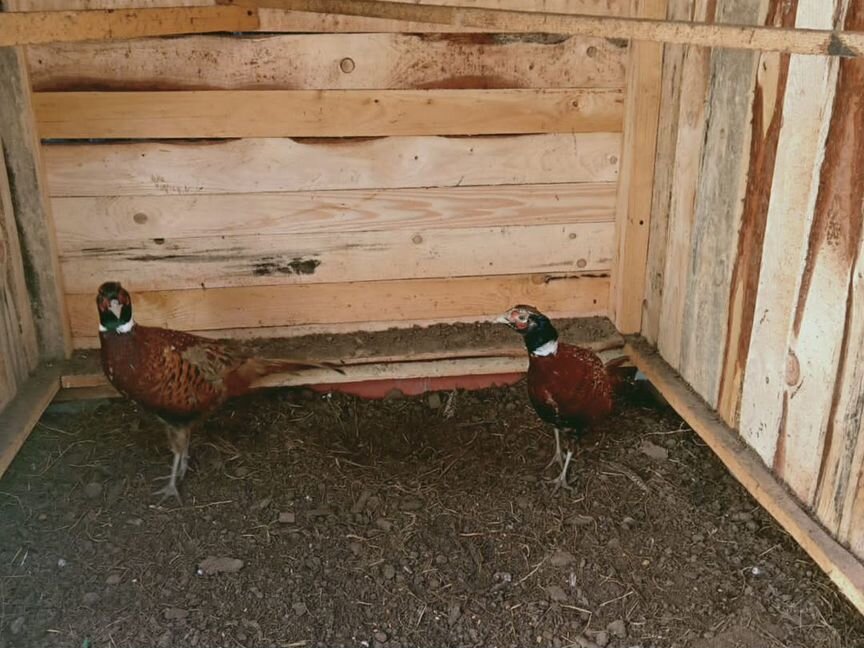 Фазан охотничий