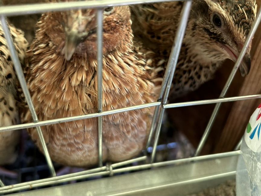 Перепел (мальчики)