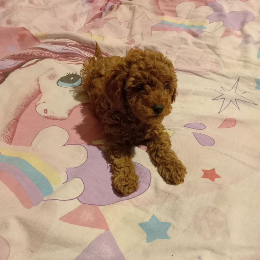 Той-пудель девочка красная