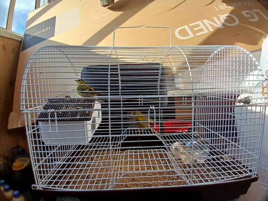 Чижики с клеткой