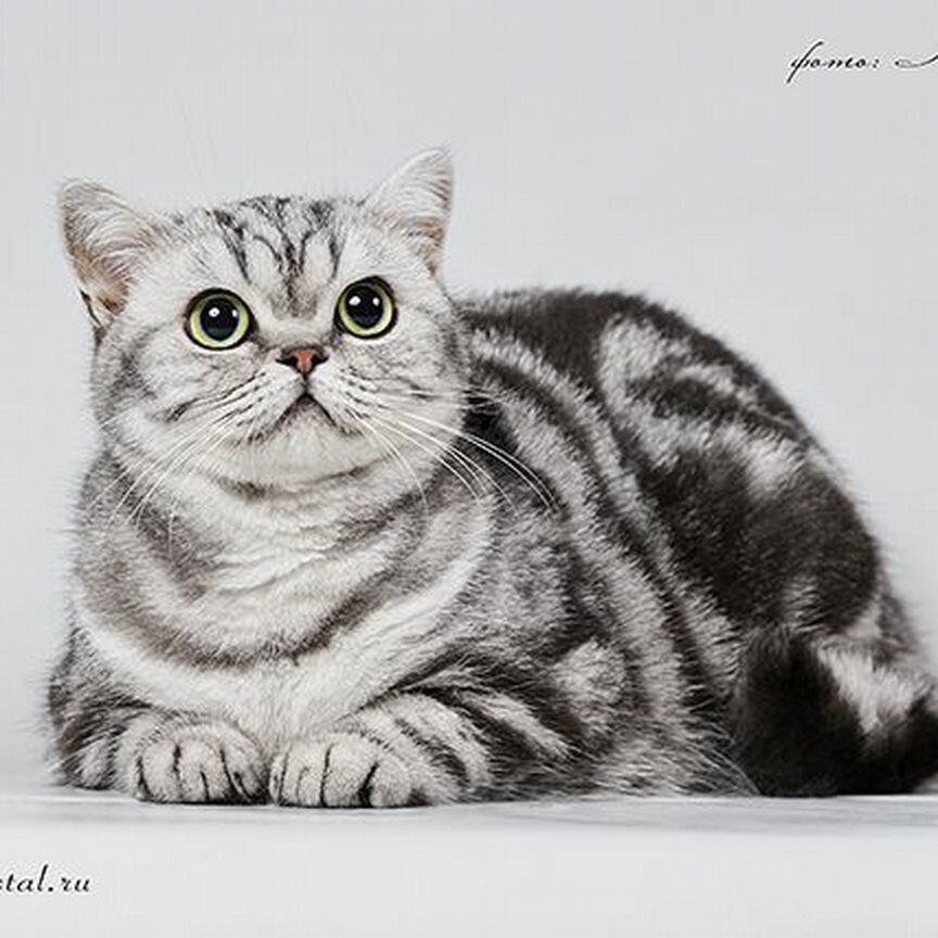 Британская кошечка 2,5 года