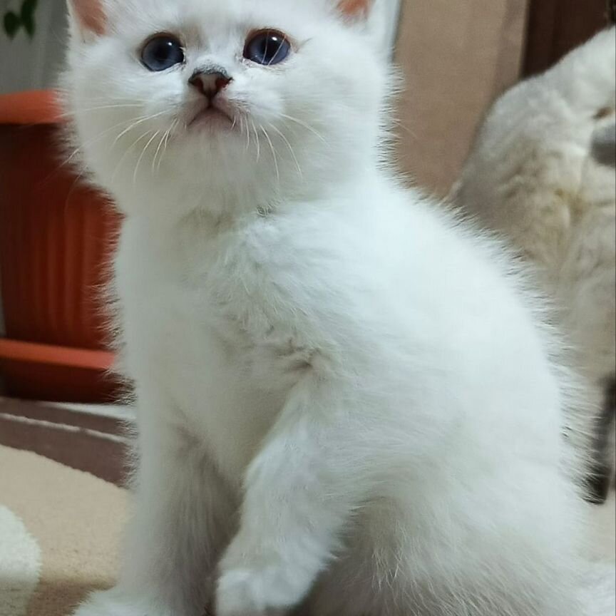 Шотландская серебристая шиншилла