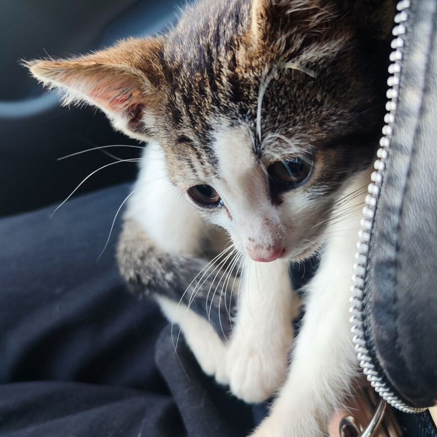 Котёнок