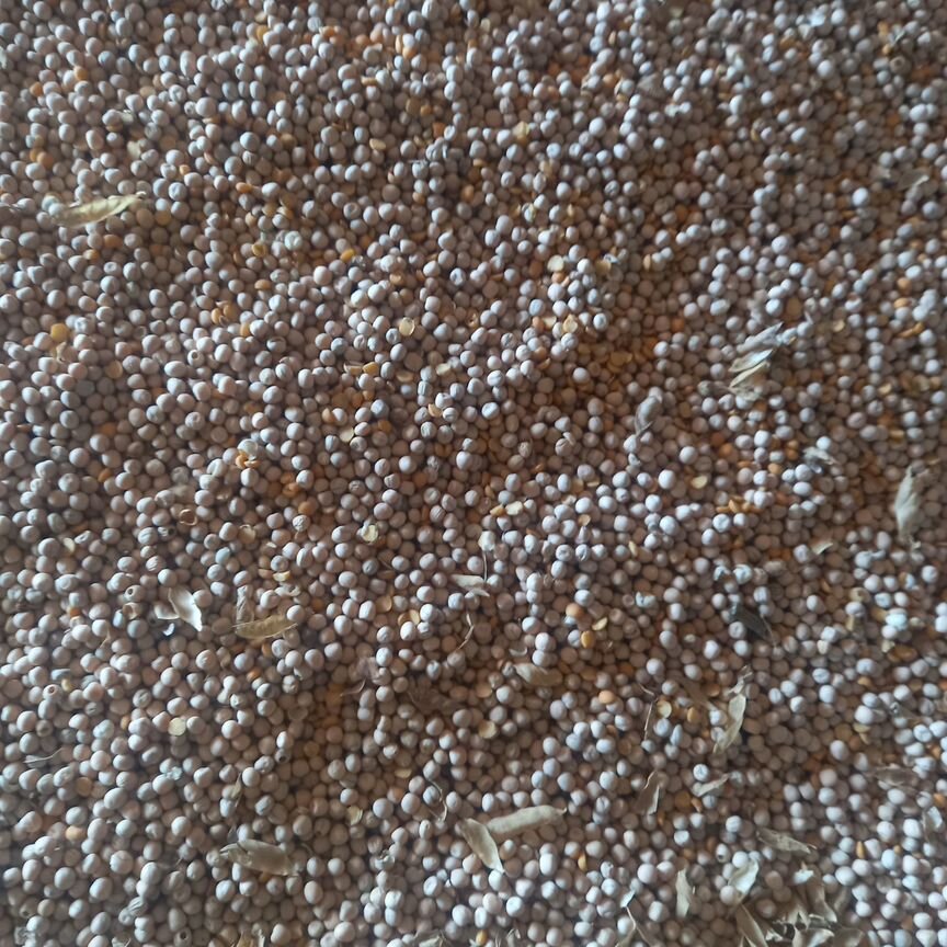 Горох кормовой