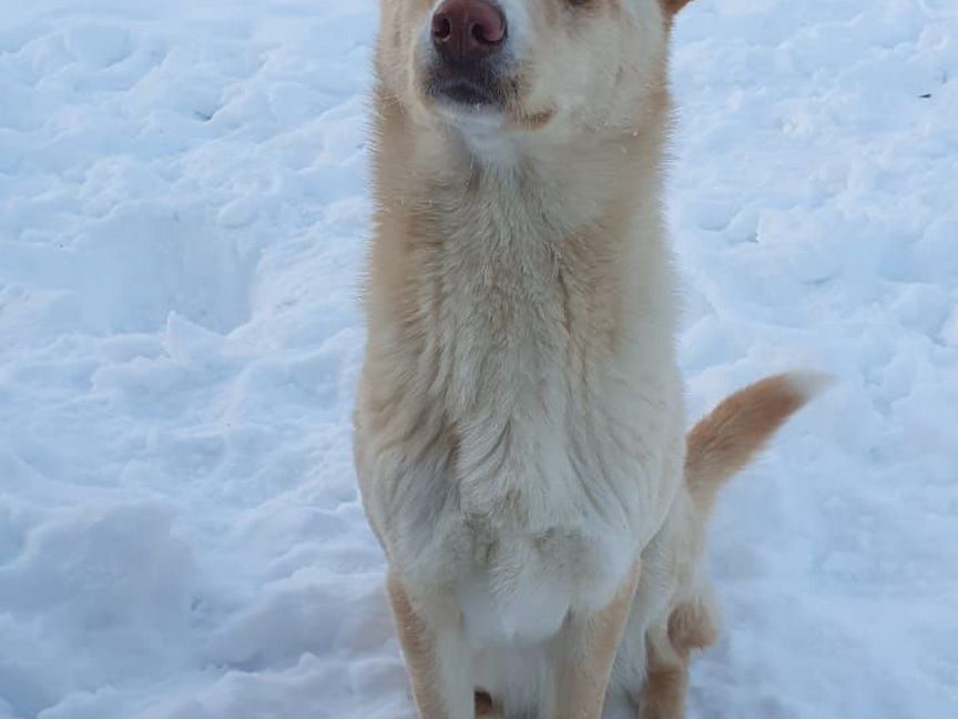 Щенок-подросток