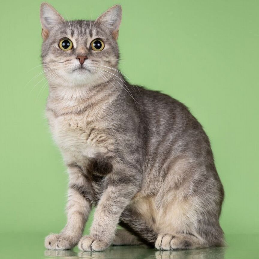 Взрослая кошка в добрые руки