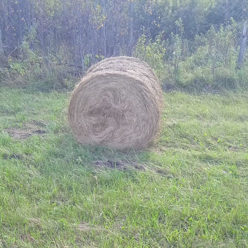 Продам сено в рулонах