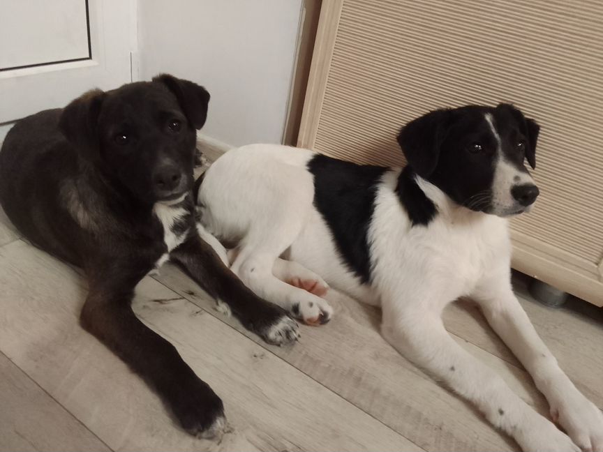 Щенки в добрые руки