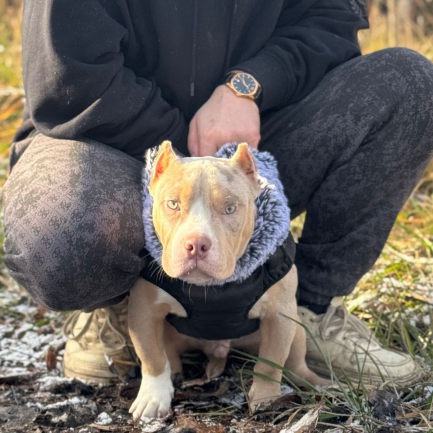 Американский булли, щенок