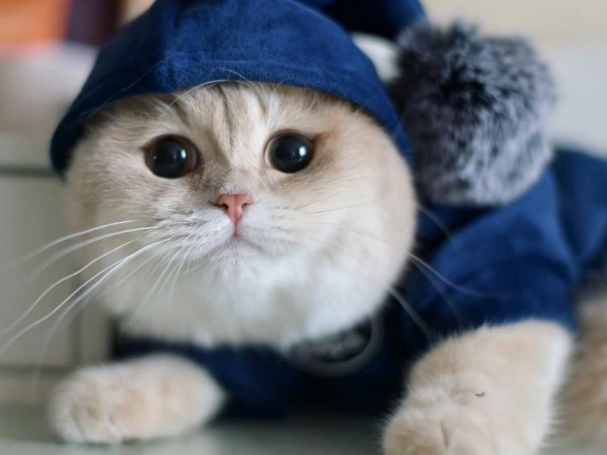 Британские котята