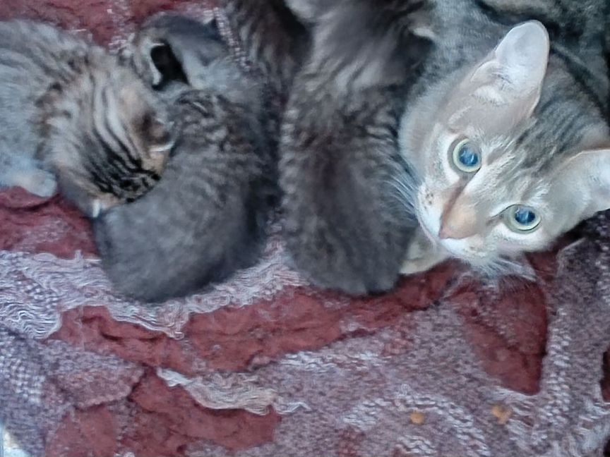 Кошка