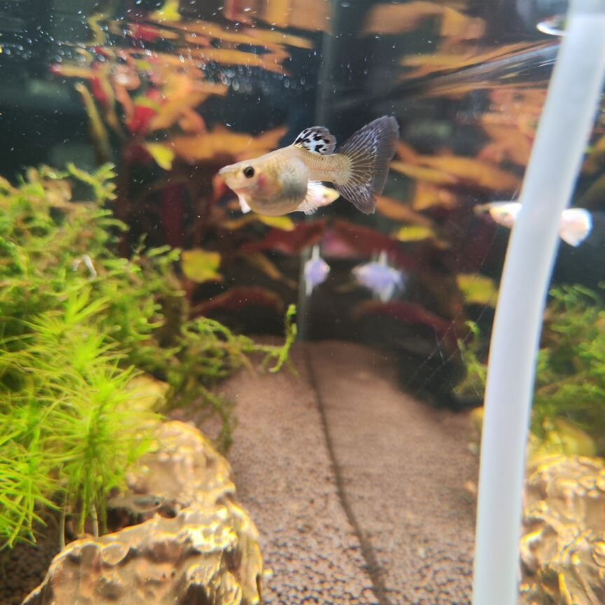 Мальки гуппи