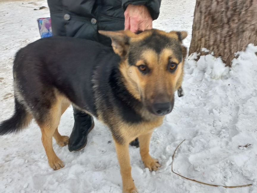 Собака в добрые руки