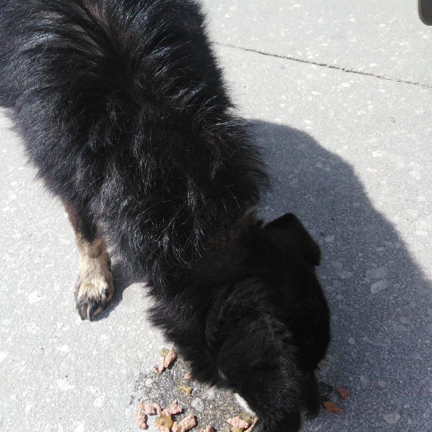 Маленькая брошенная собачка ищет дом