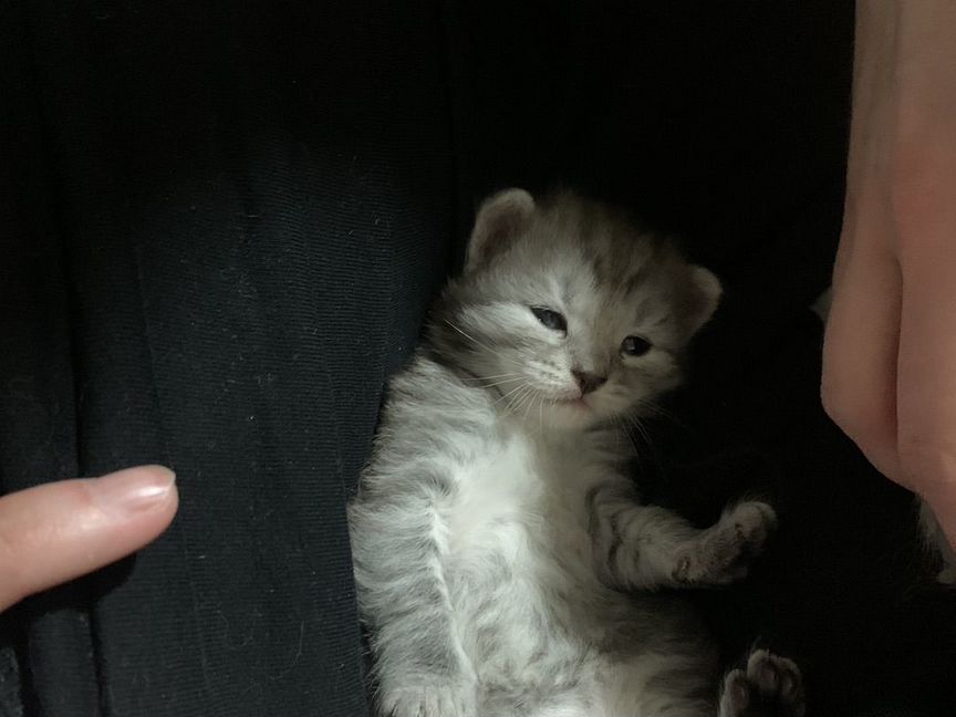 Отдам котят