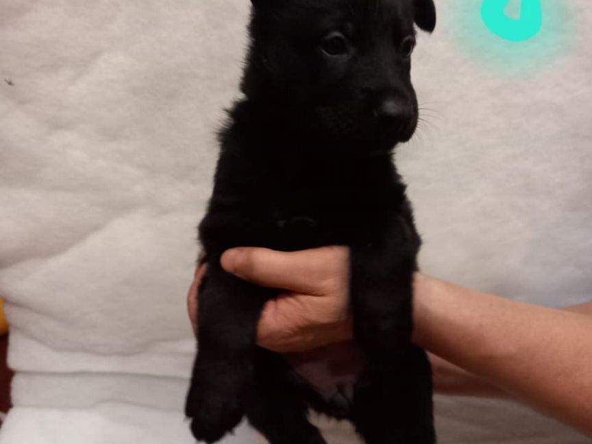 Щенки немецкой овчарки(черные)