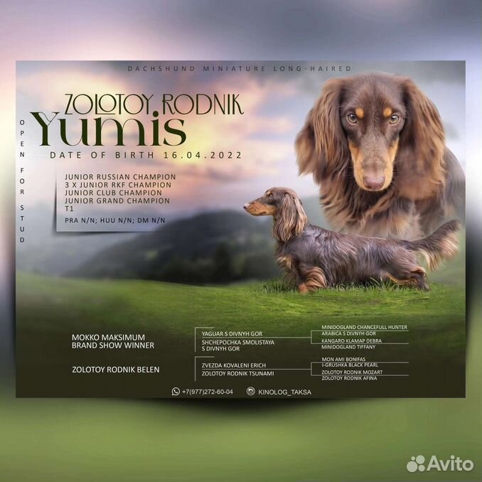 Кобель таксы на вязку