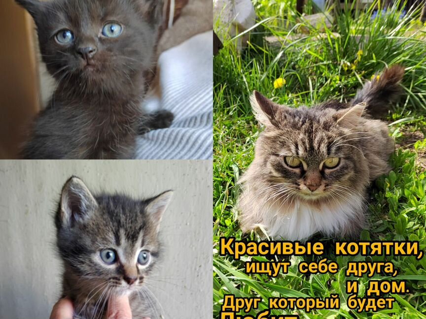 Котята в добрые руки