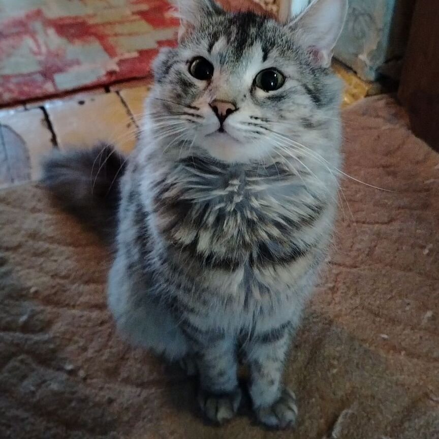 Отдам кота