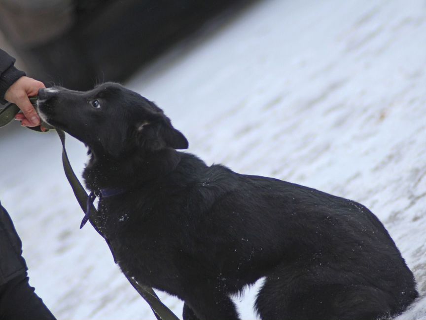 Собака в добрые руки