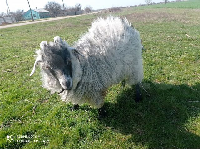 Продаются пуховые козы