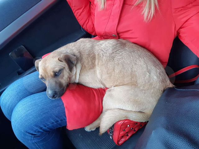 Девочка 28 см в холке