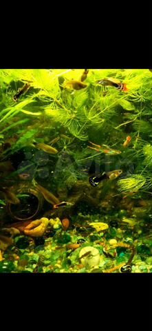 Гуппи рыбки очень красивые