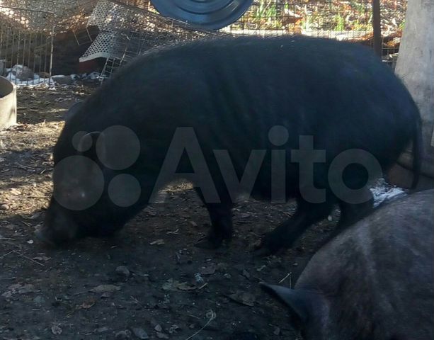 Продам кабана