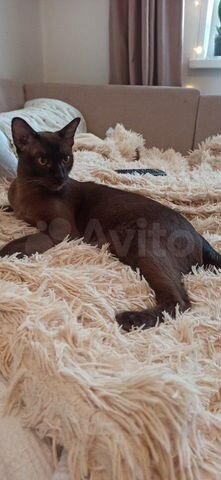 Кот Бурманский