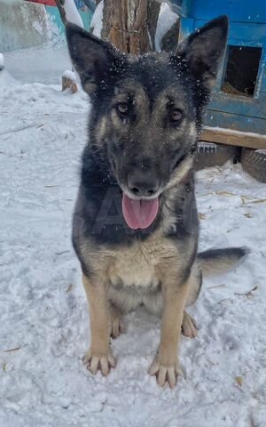 Крупная собака Тесла ищет дом