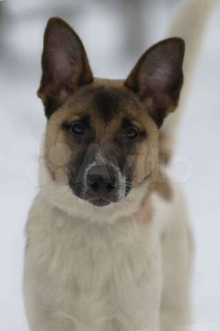 Чудо красавец Бим